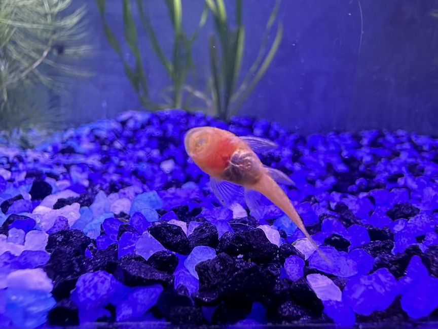 Аквариумные рыбки