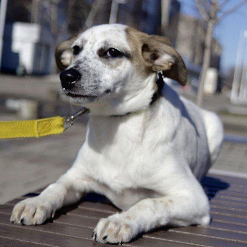 Щенок Лика в добрые руки