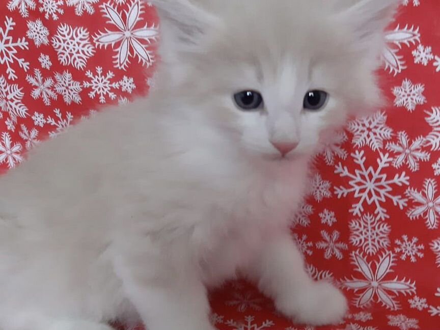 Норвежские лесные котята