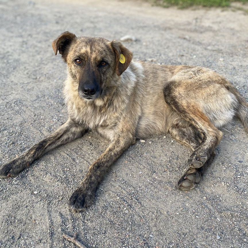 Молодого доброго пса бросил хозяин живет на улице