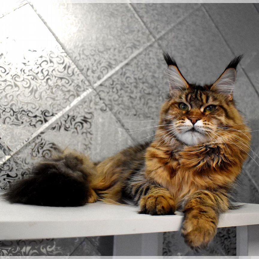 Мейн-кун, взрослая кошка