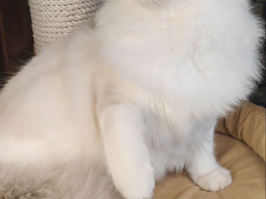 Кошечка Рэгдолл