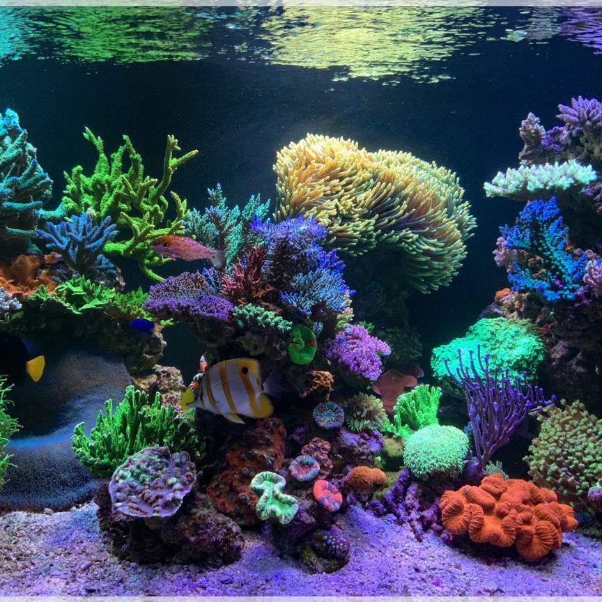 Помощь в запуске и обслуживание морского аквариума