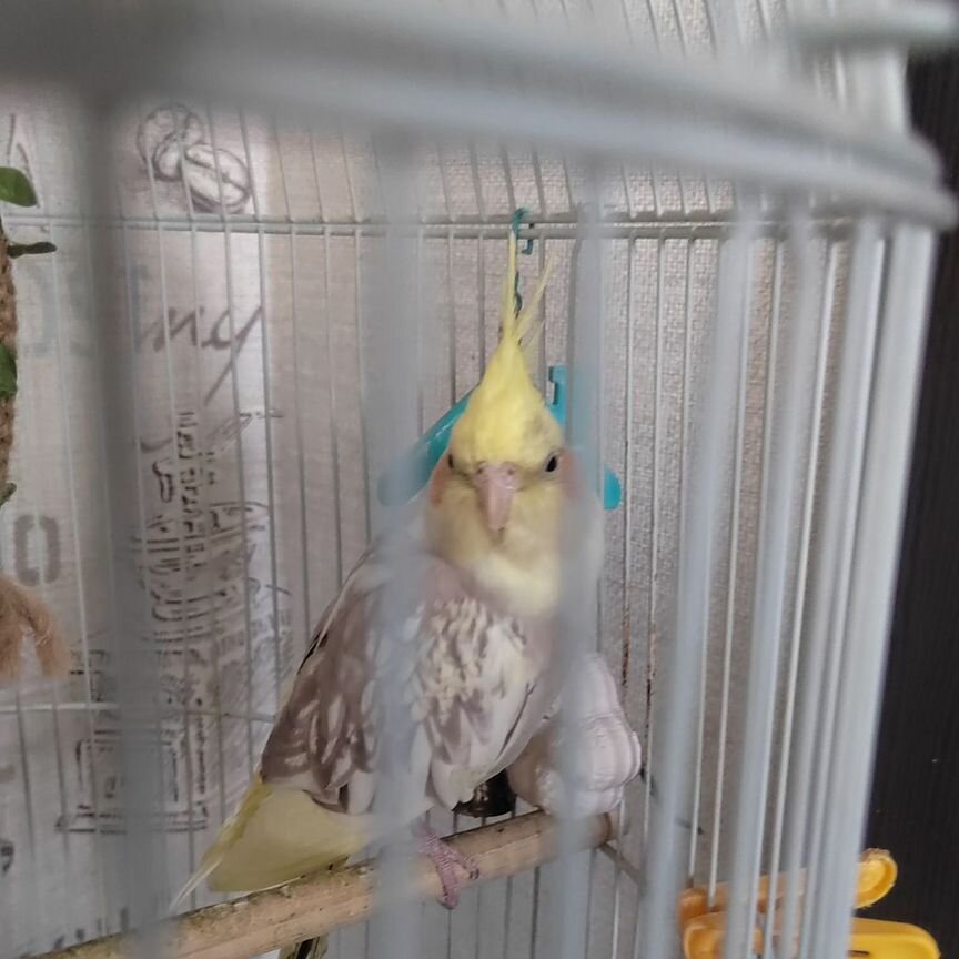 Попугай корелла