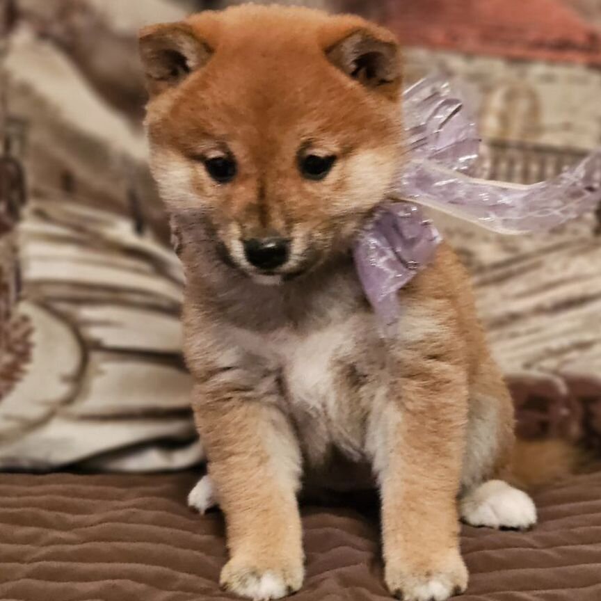 Сиба ину красивая лисичка