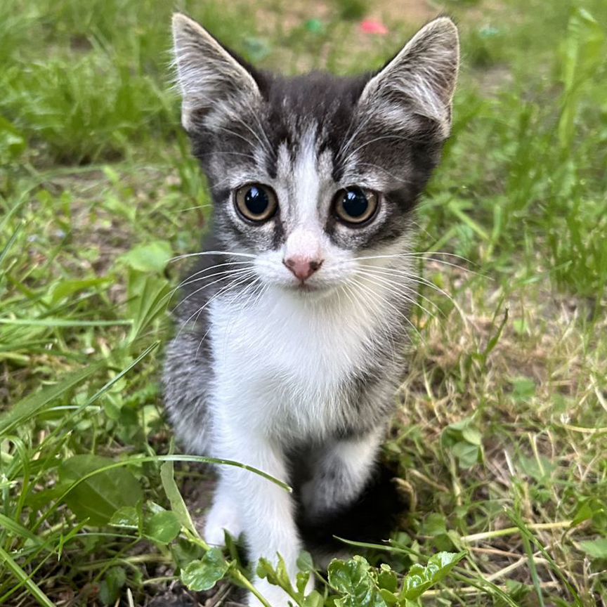 Милые котята