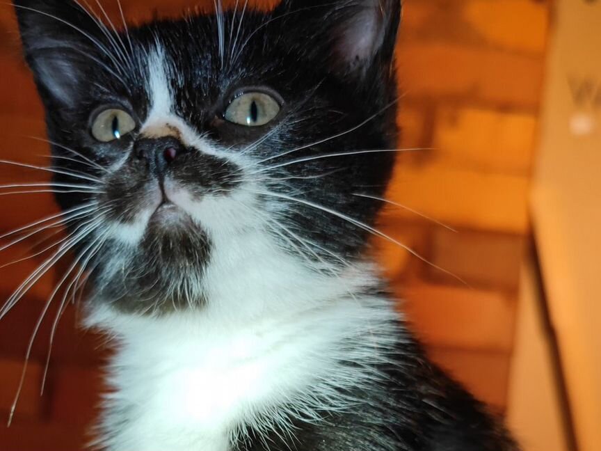 Котичка необыкновенная котёнок ваши руки