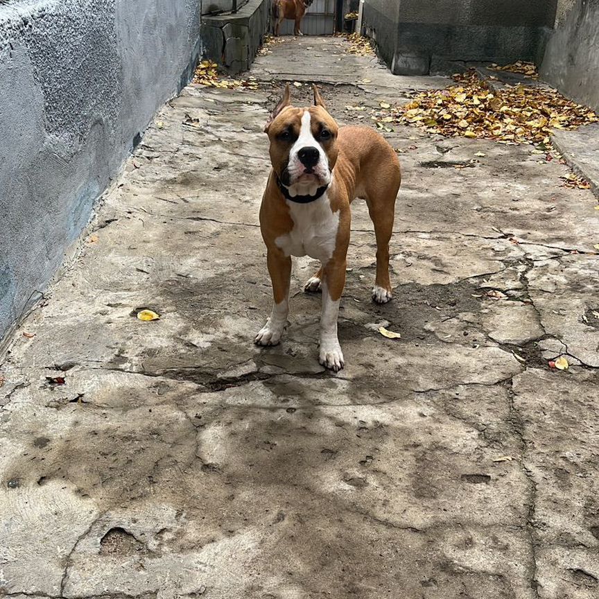 Вязка собак стаффорд