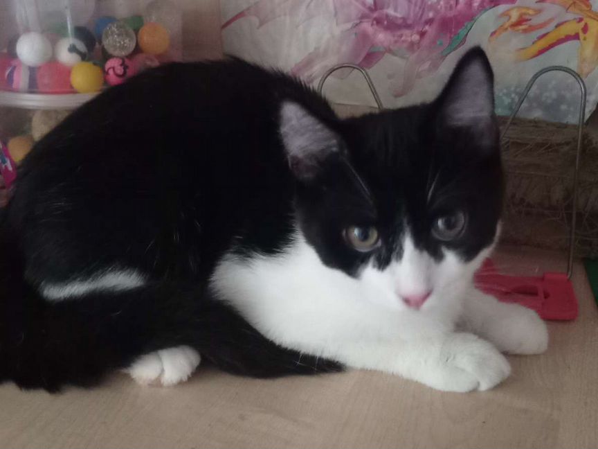 Котята в добрые руки бесплатно