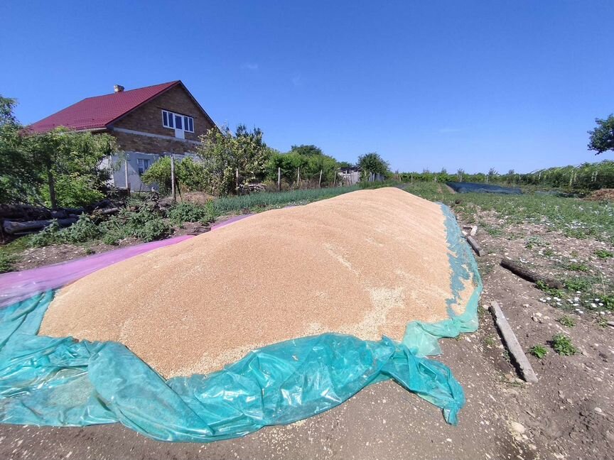 Пшеница 3 класс сорт Маркиза