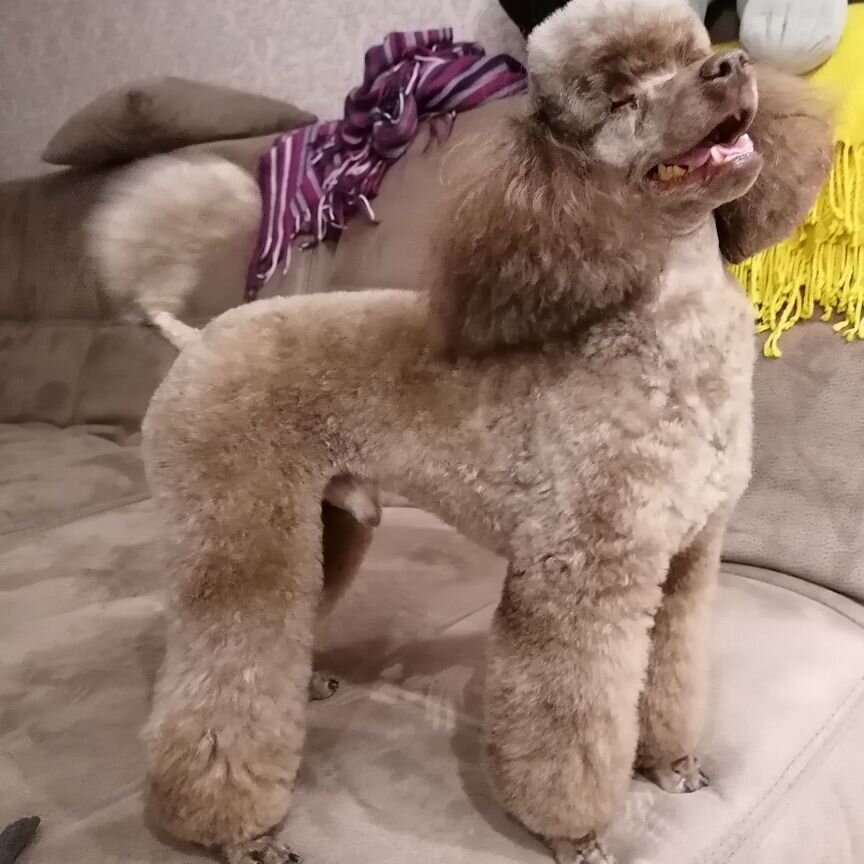 Той-пудель случка