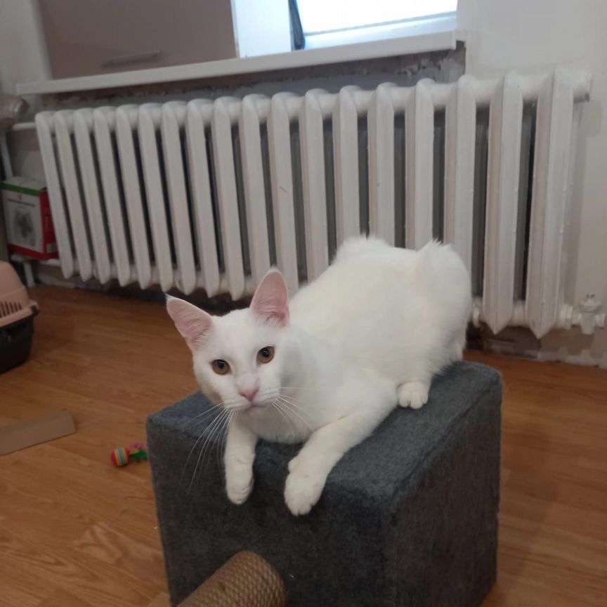 Белый котик в добрые руки
