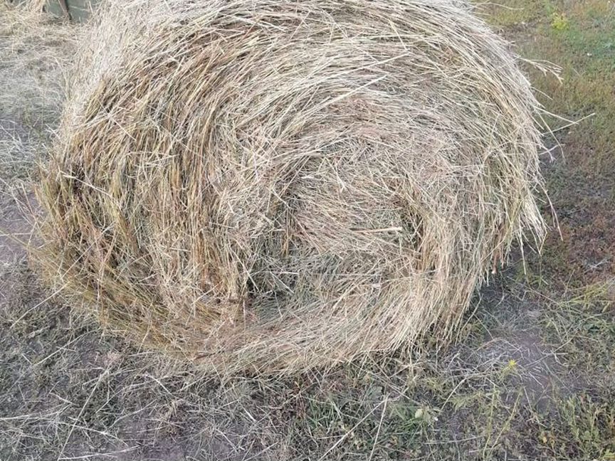 Продам сено в рулонах