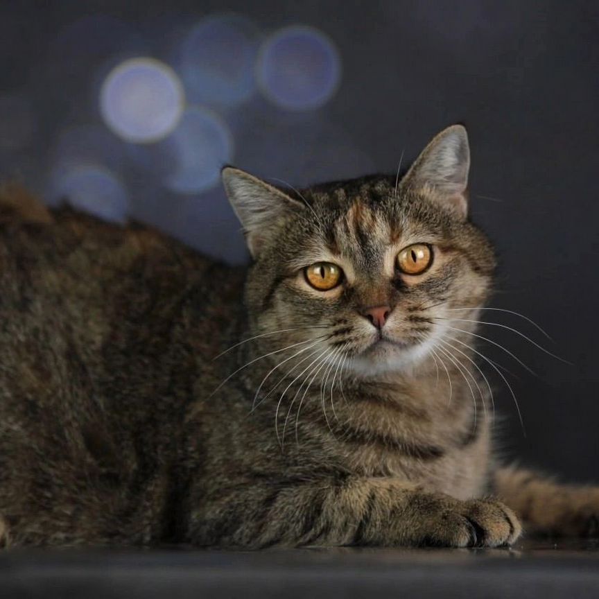 Кошечка Афина ищет дом