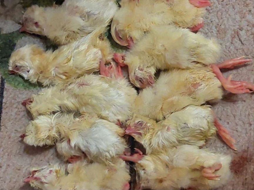 Сутчные цыплята на корм, замороженные