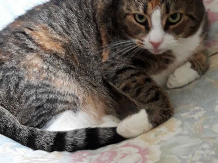 Кошечка Василиса