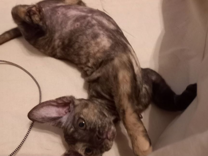 Кошка