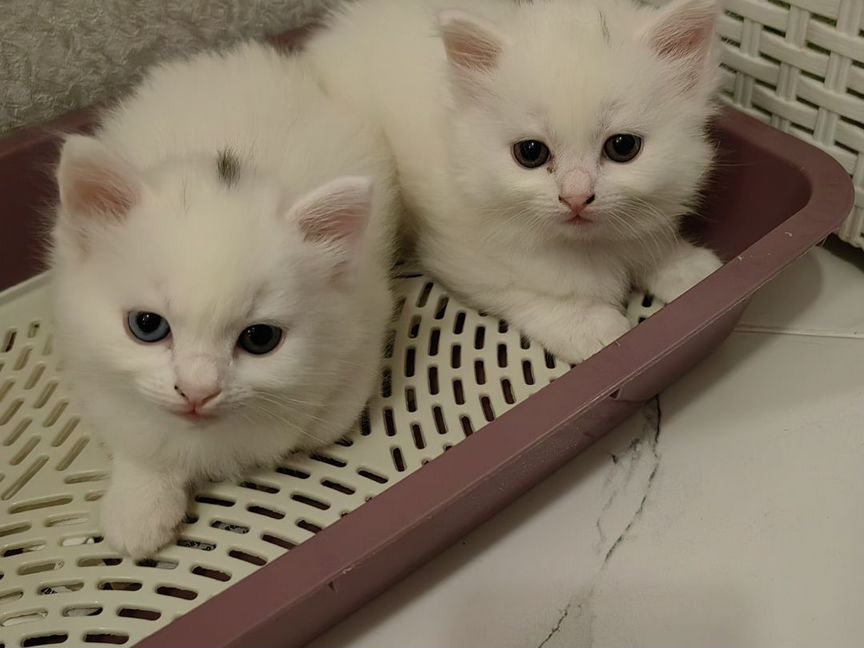 Кошка турецкая ангора