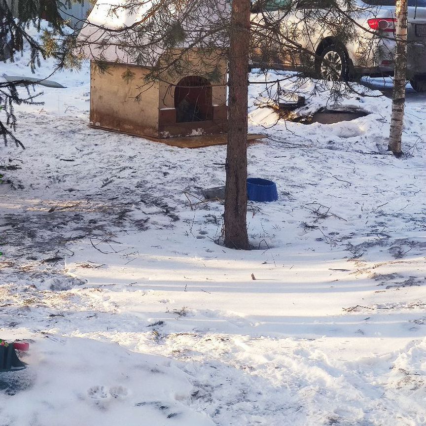 Будка для собаки бесплатно