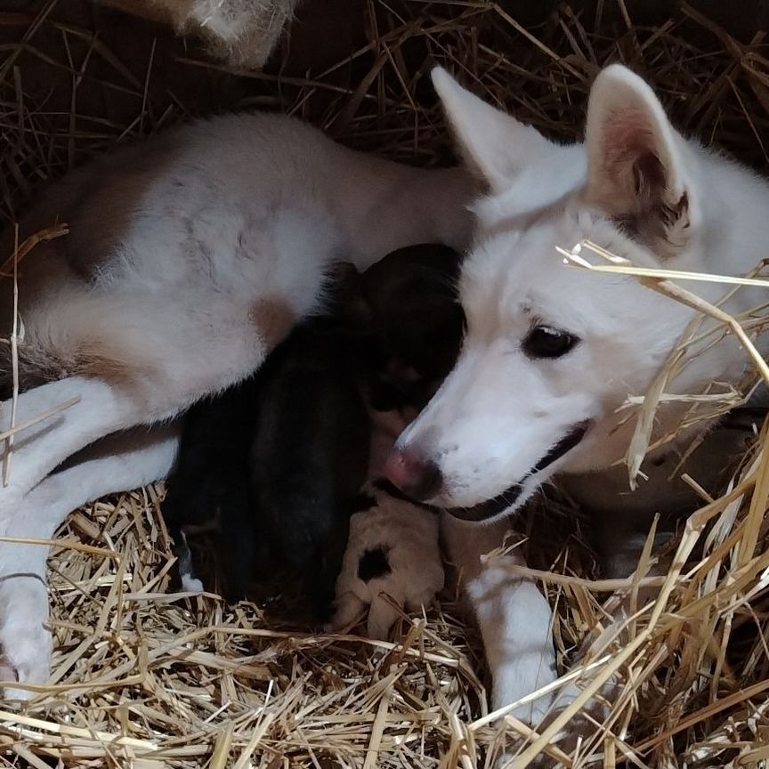 Щеночки в добрые руки