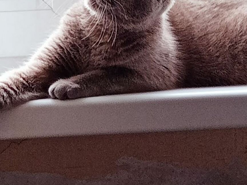 Кошечка Британская для Вязки