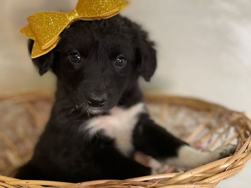 Щенок в добрые руки бесплатно