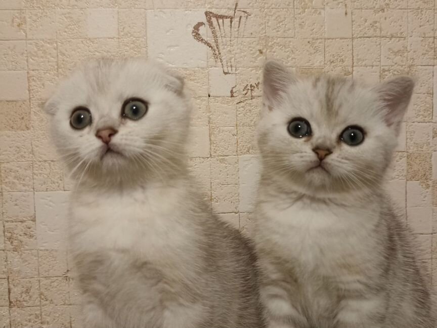 Шотландские котята