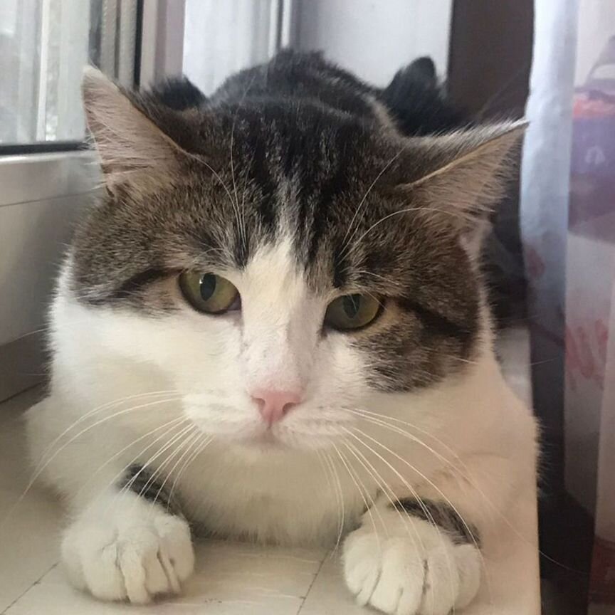 Котик с грустными глазками