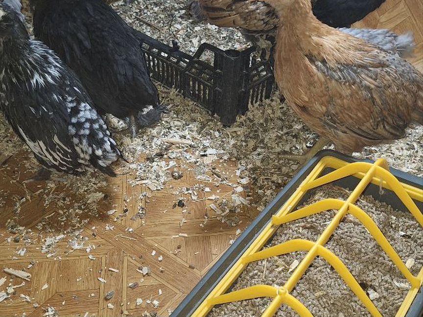 Куры цыплята, гусята Линда