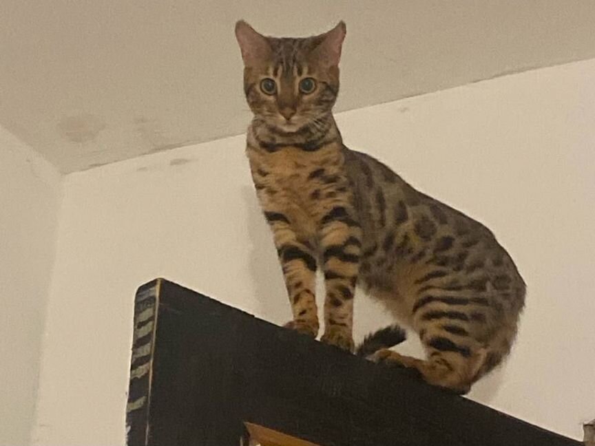 Бенгальская кошка,бесплатно