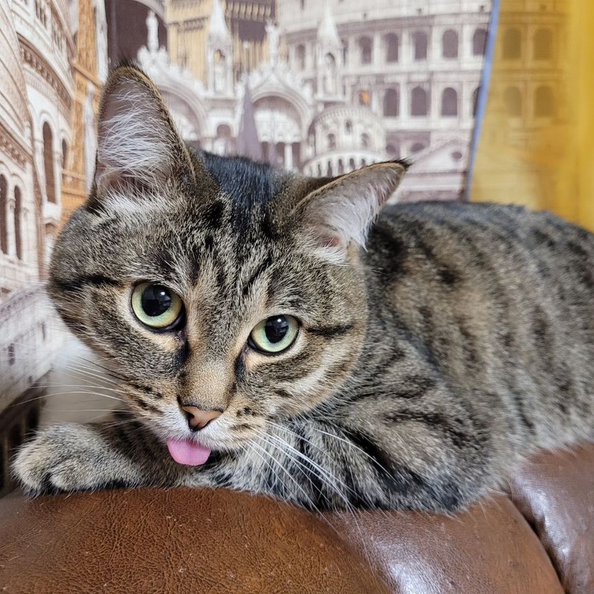 Отдам в добрые руки котика
