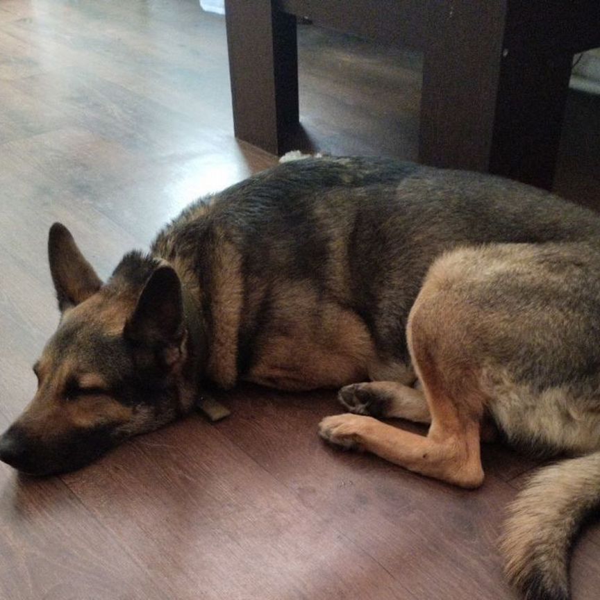 Отдам в хорошие руки собаку