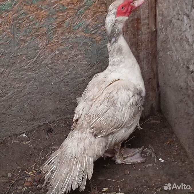 Индоселезень