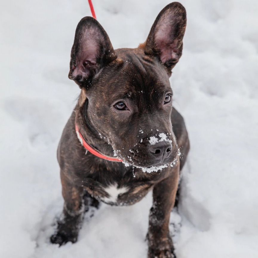 Щенок стаффа