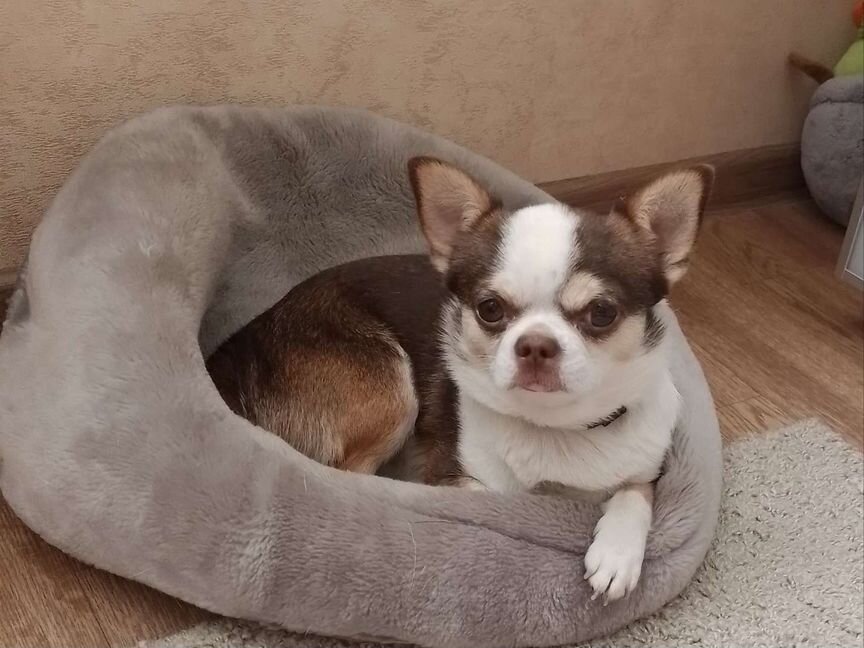 Чихуахуа РКФ кобель на вязку