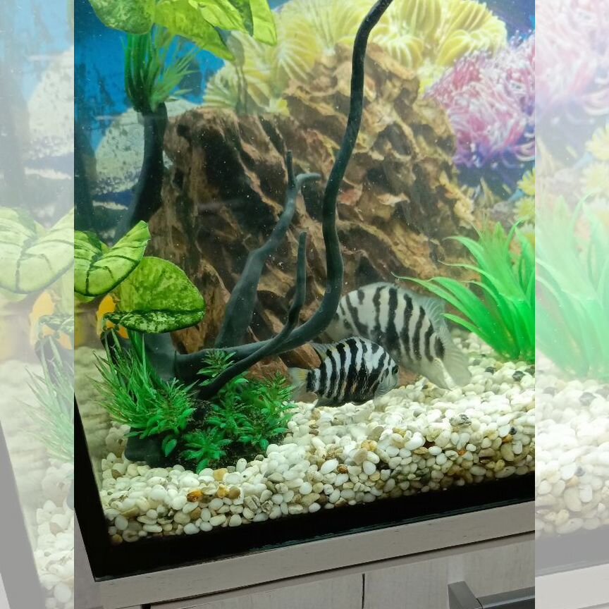 Аквариумные рыбки