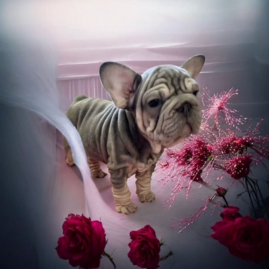 Бигроп вельвет