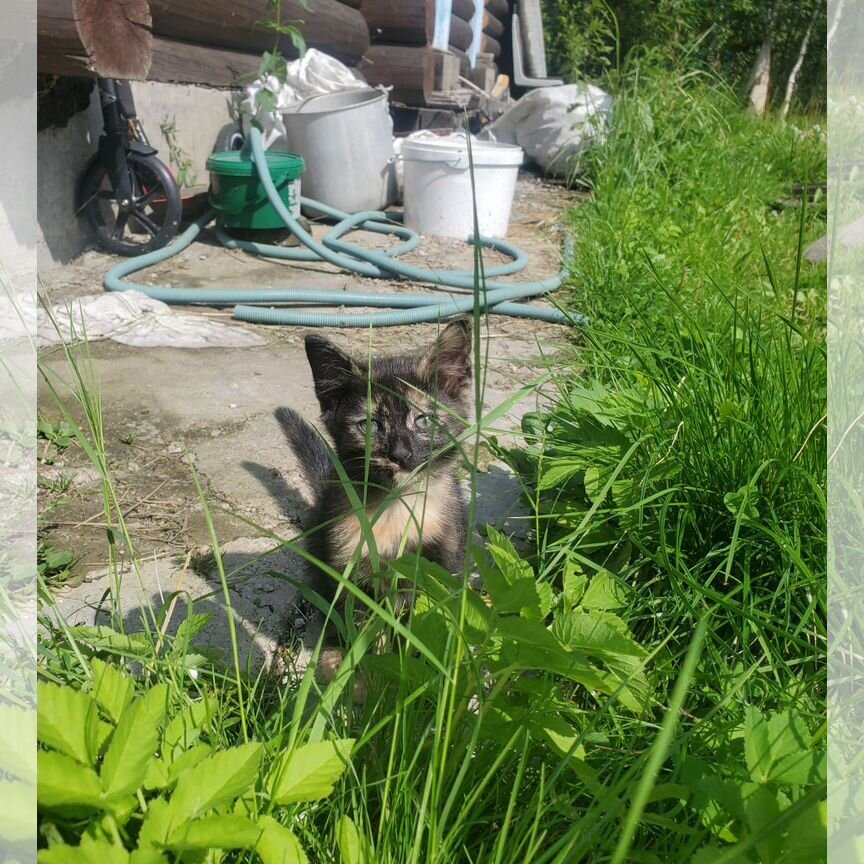 Котенок девочка