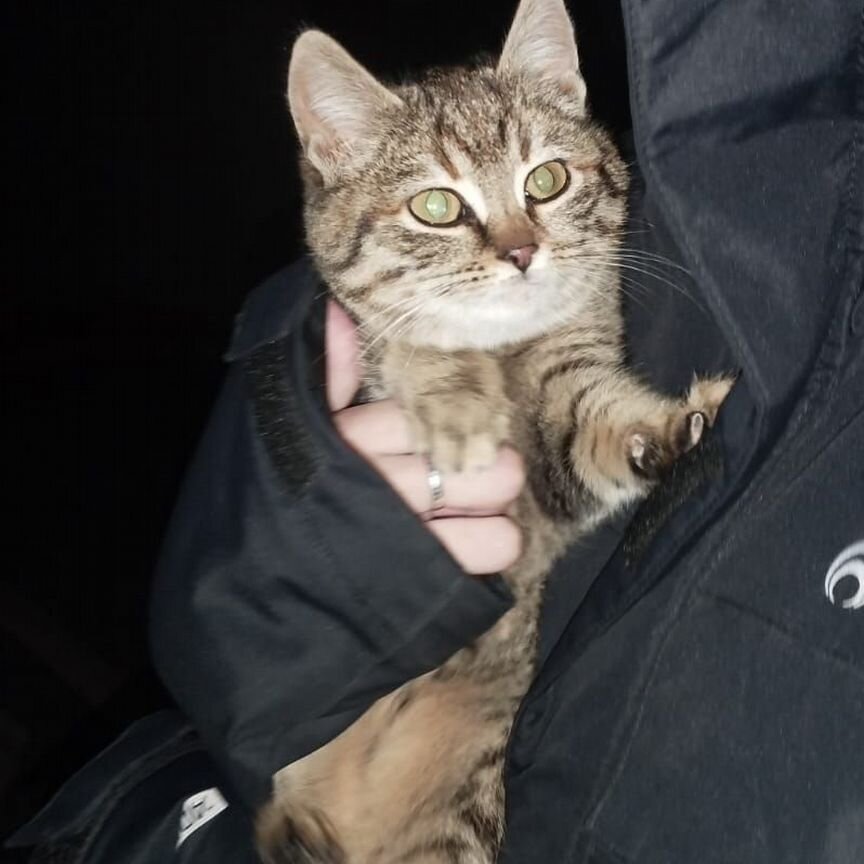 Котёнок в добрые руки