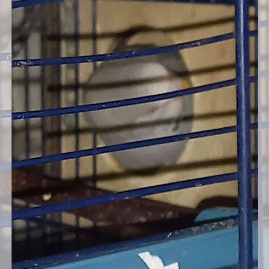 Птенцы волнистый попугай