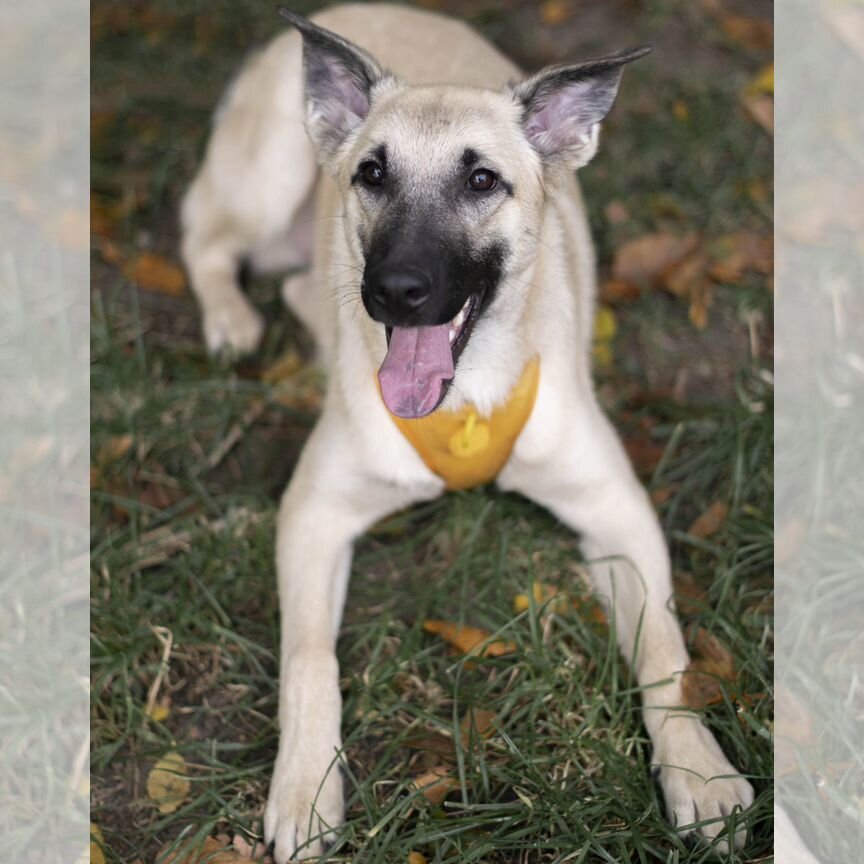 Щенок в добрые руки