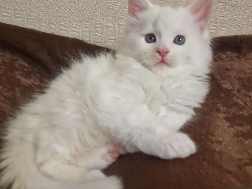 Мейн кун белоснеэный брутал