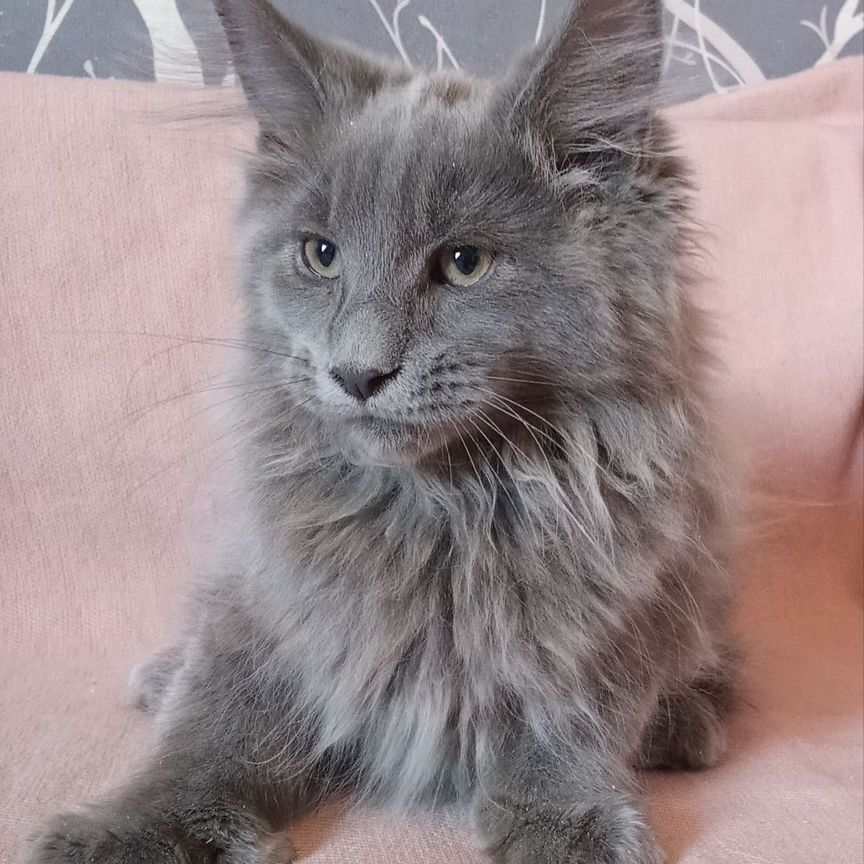 Мейн кун полидакт