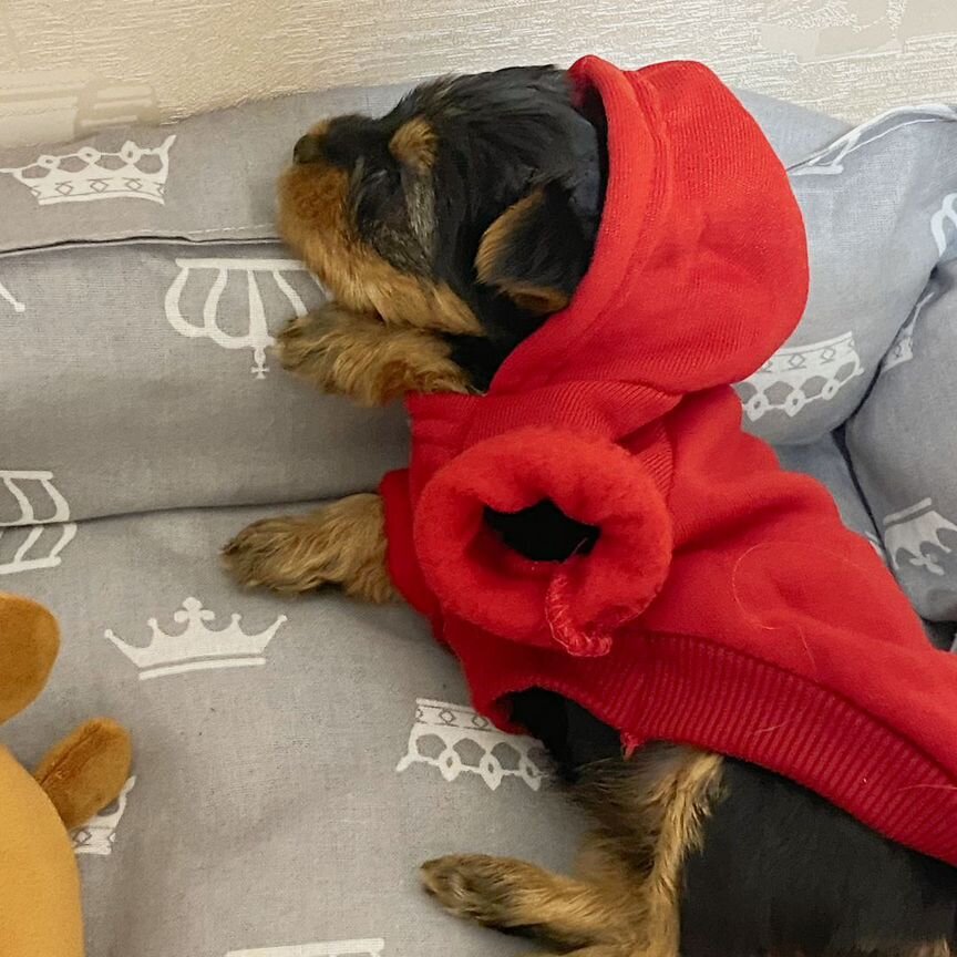 Одежда для собак мелких пород