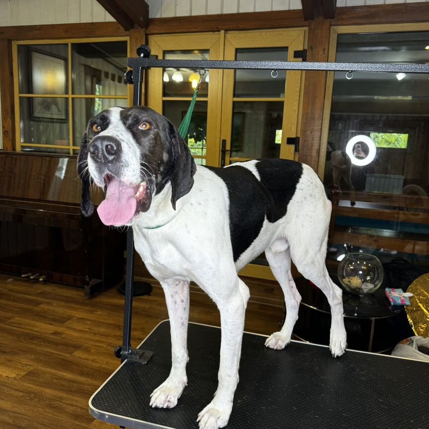 Отдам бесплатно в добрые руки