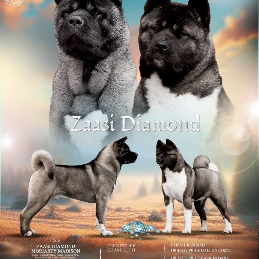 Щенки американской акиты