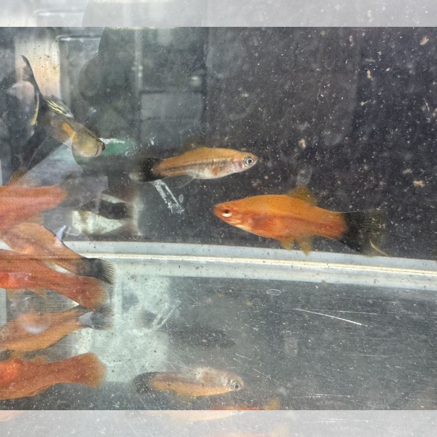 Рыбки меченосцы, гуппи, водрослеед