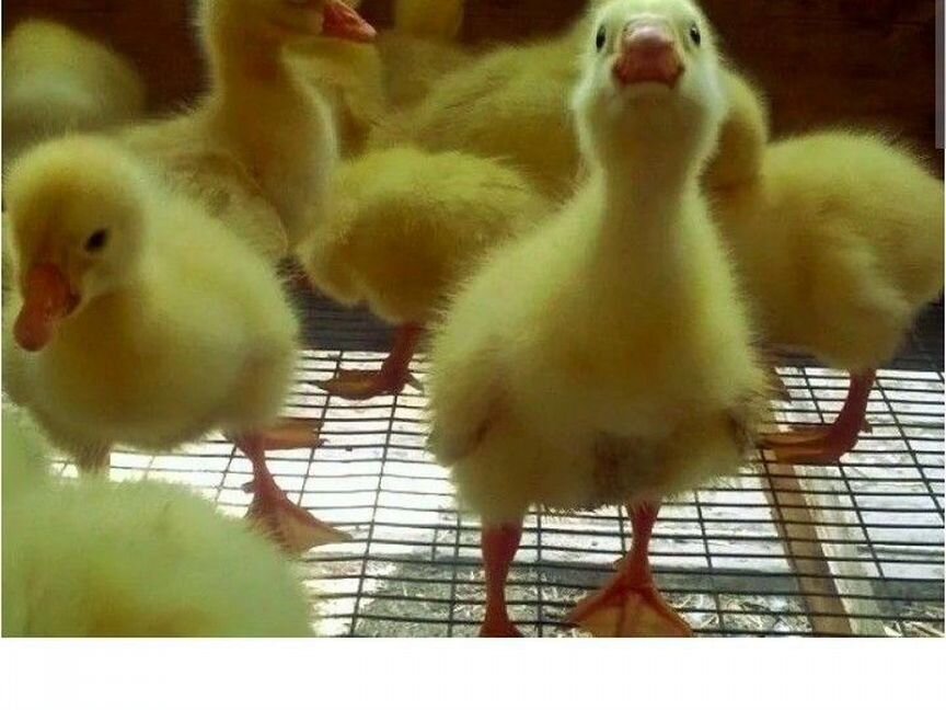 Гусята Линда (Чувашия)