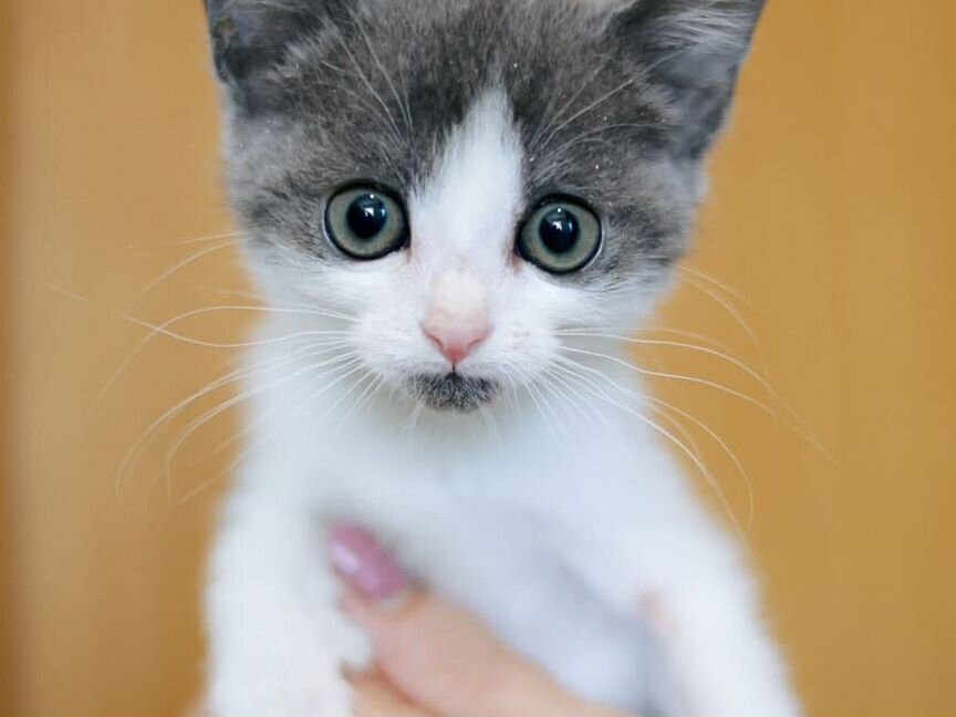 Котята из приюта ищут дом