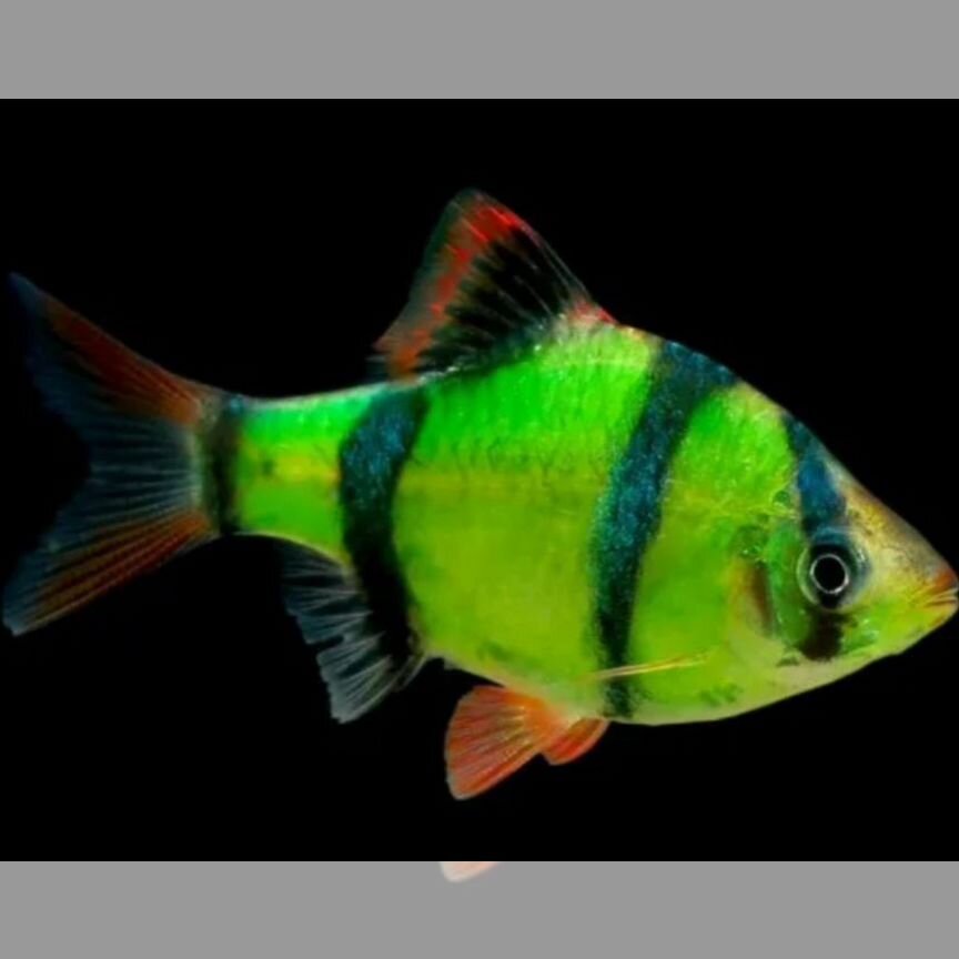 Аквариумные рыбки (Барбусы суматранские)